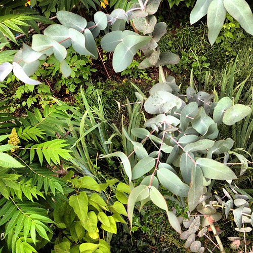 Lesson 1 • Living in the schoolyard | Primary Connections